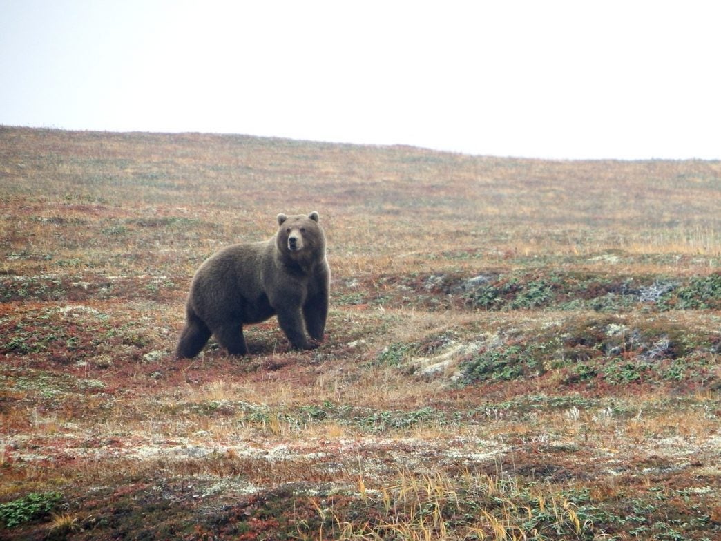 This Hiker Survived a Grizzly Bear Encounter. Here's How You Can, Too.