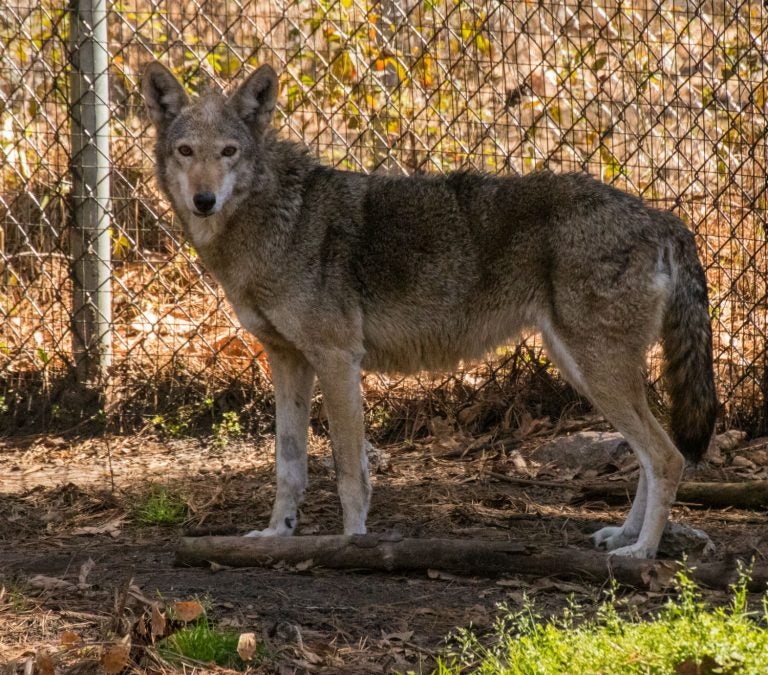 Full-Time Campers: Wild Animals and Coastal Camping in South Carolina