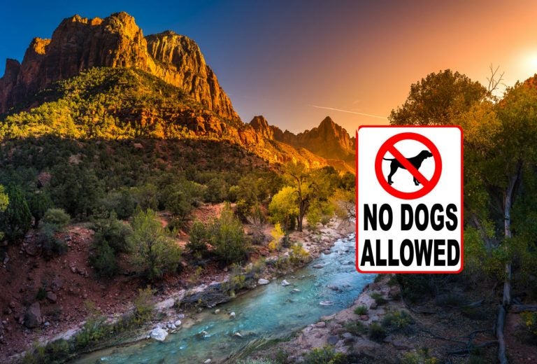 The 5 Least Dog Friendly National Parks + Where to Camp Instead