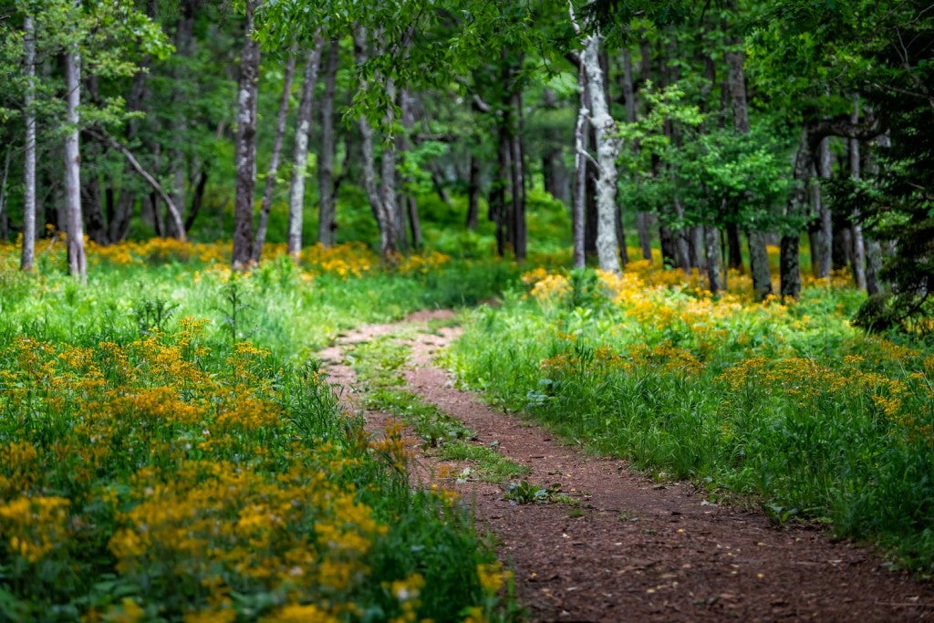 Catch the Wildflowers Bloom at These 8 Camping Destinations