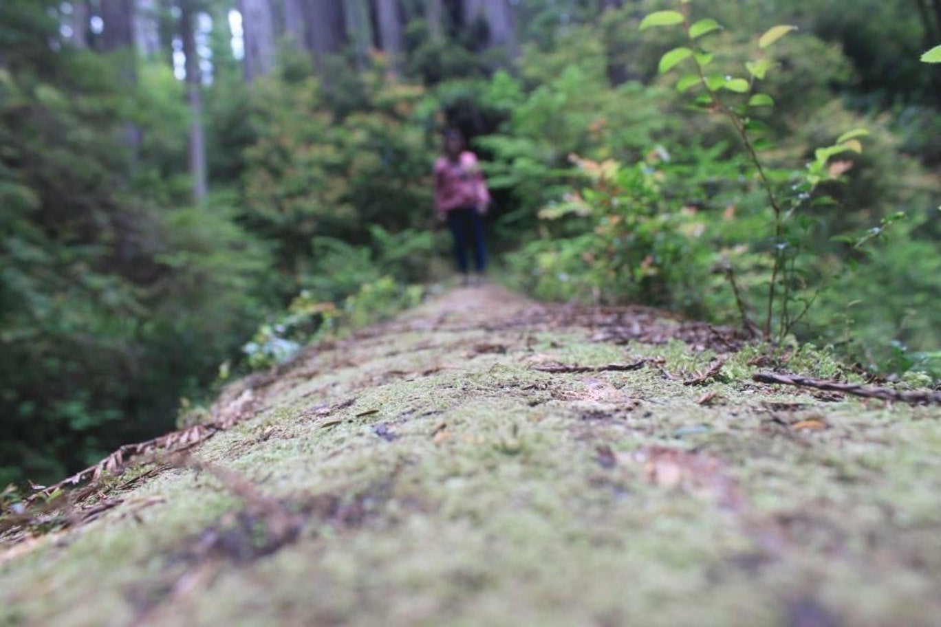 5 Unbeatable Rainforest Camping Destinations in North America