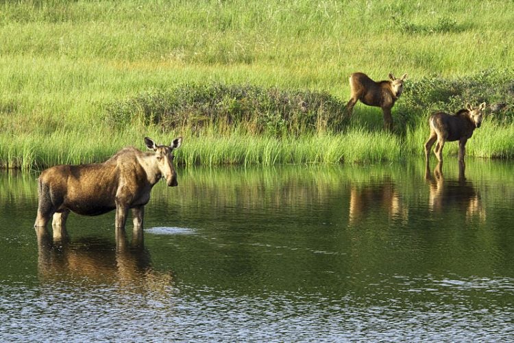 'Amoosing' Moose Facts And The National Parks That They Call Home