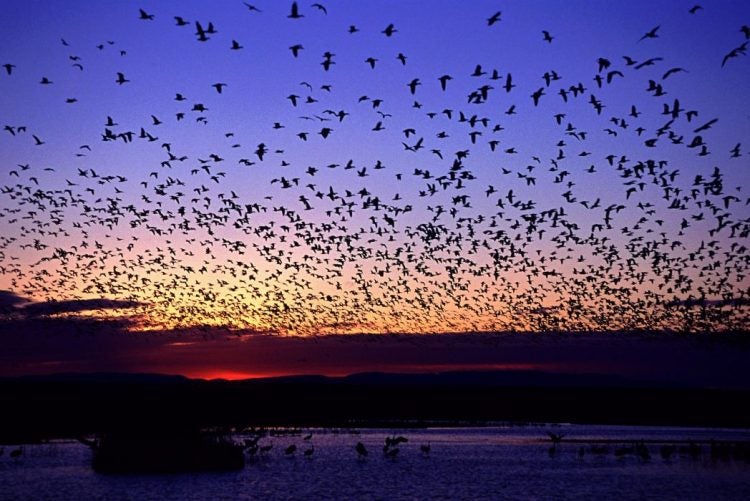 Birding Enthusiasts Flock to These 10 Campgrounds for the Best Views