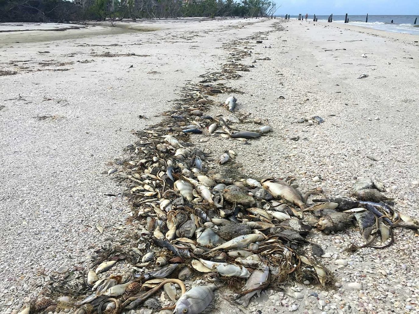 Florida Coastal Campers: What You Should Know About the "Red Tide"