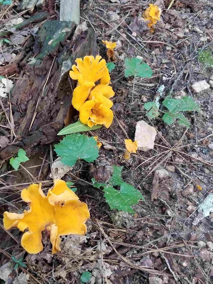 Remnants of a "Monkey Massacre" Haunt This Georgia Trail