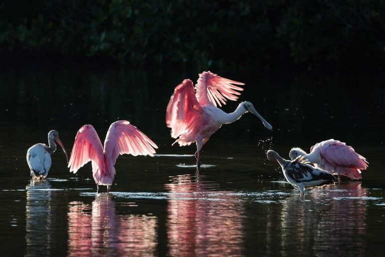 Birding Enthusiasts Flock to These 10 Campgrounds for the Best Views
