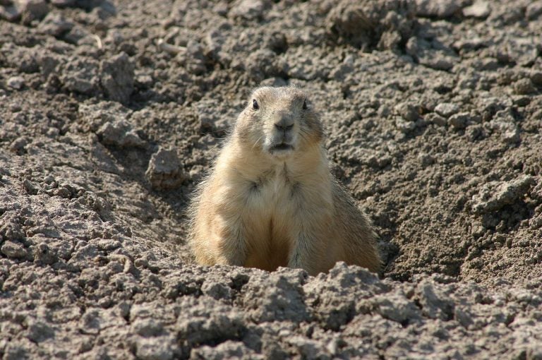 10 Adorable Prairie Dog Facts That will Steal Your Heart