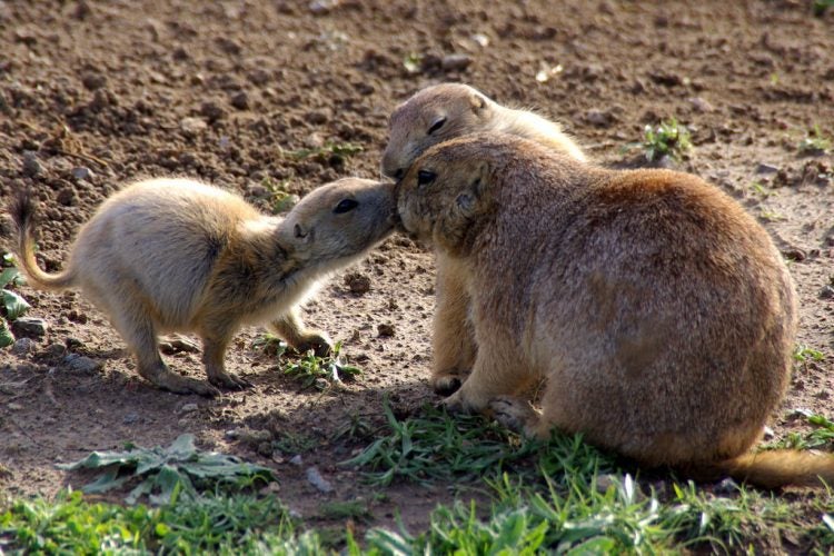 10 Adorable Prairie Dog Facts That will Steal Your Heart