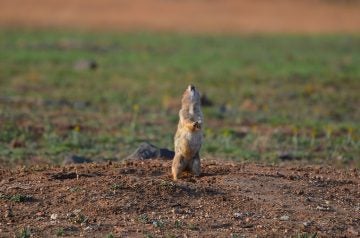 10 Adorable Prairie Dog Facts That will Steal Your Heart