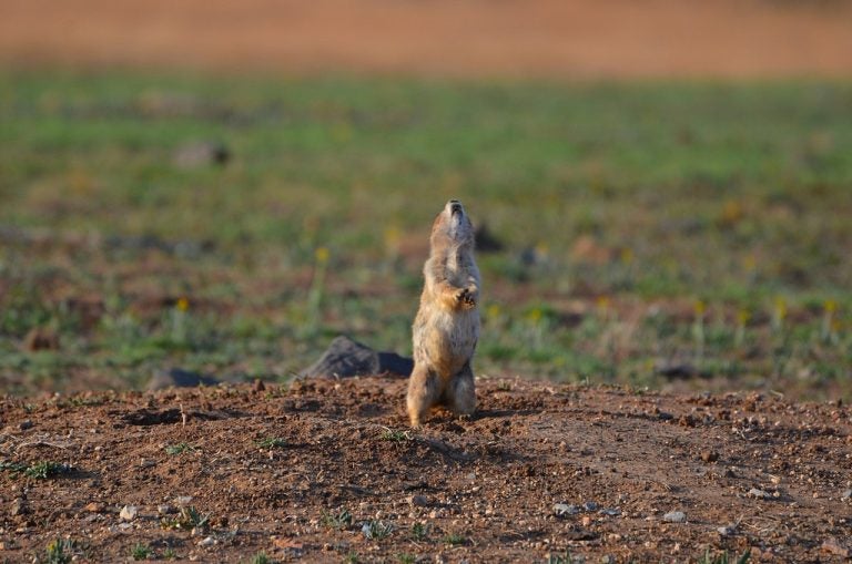 10 Adorable Prairie Dog Facts That will Steal Your Heart