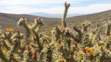 21 NASCAR Home Tracks Across the Country That Campers Love to Visit