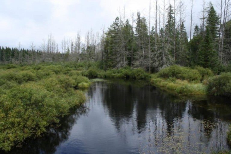 Exploring Wisconsin's Historic Chequamegon-Nicolet National Forest