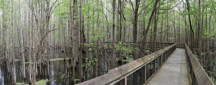 Stay in the Kisatchie National Forest For A Relaxing Louisiana Getaway
