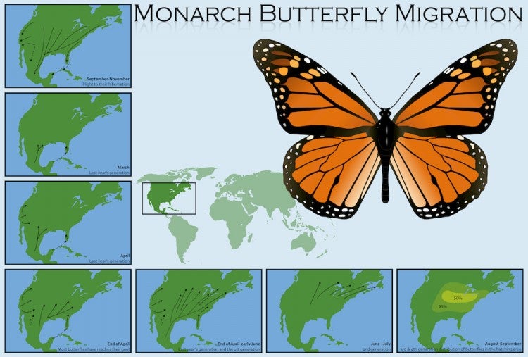 Catch The Monarch Butterfly Migration at These Georgia Campgrounds