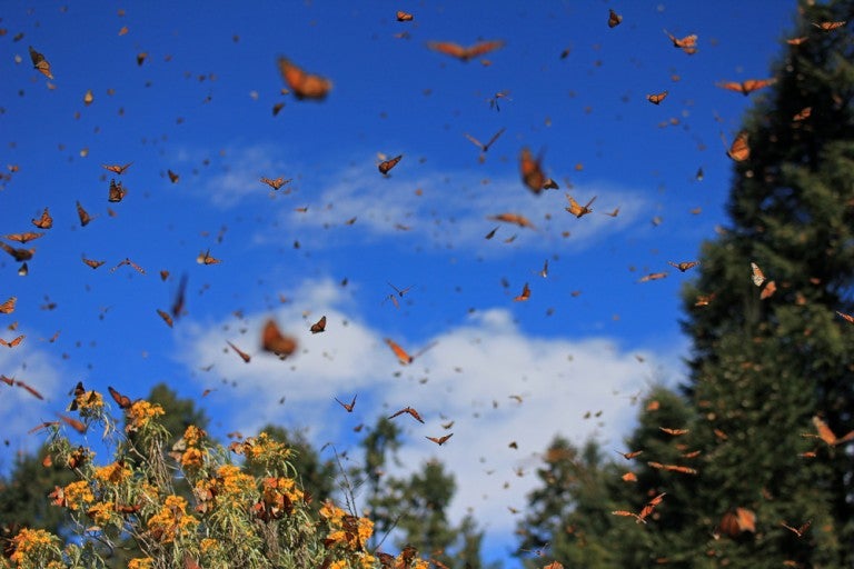 Catch The Monarch Butterfly Migration at These Georgia Campgrounds