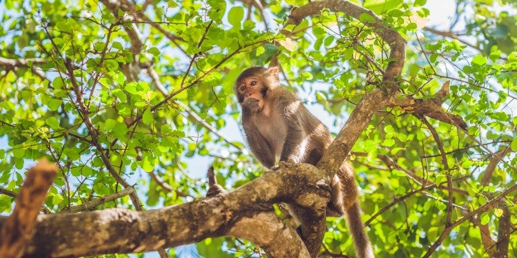 Exploring the Prehistoric Spring in Devil's Den Florida: Tips, Tricks ...