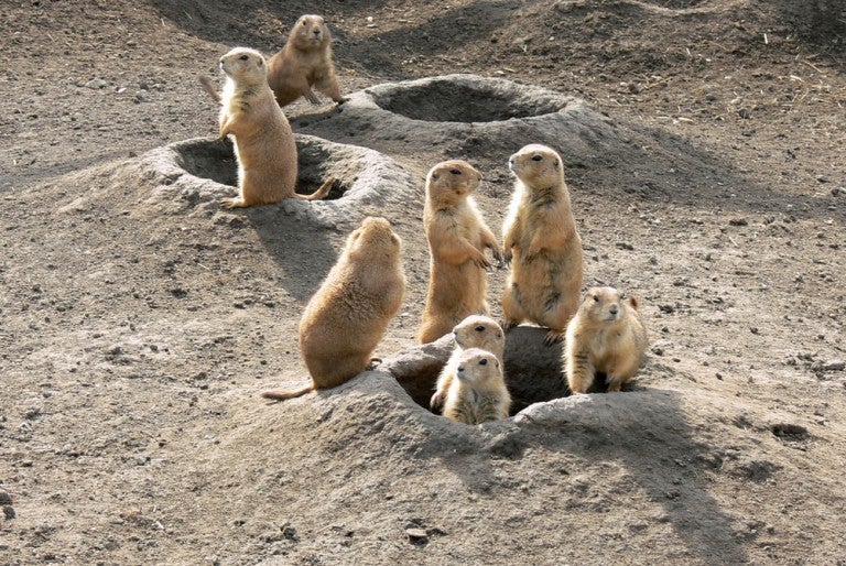 10 Adorable Prairie Dog Facts That will Steal Your Heart