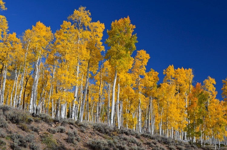 Utah's Pando Grove Is A Single Massive Organism You Can Camp Near
