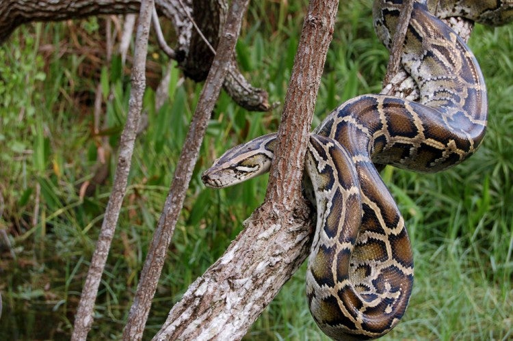 Record-Breaking 17-Foot Everglades Python Caught in Florida