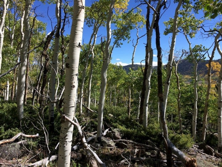 Utah's Pando Grove Is A Single Massive Organism You Can Camp Near