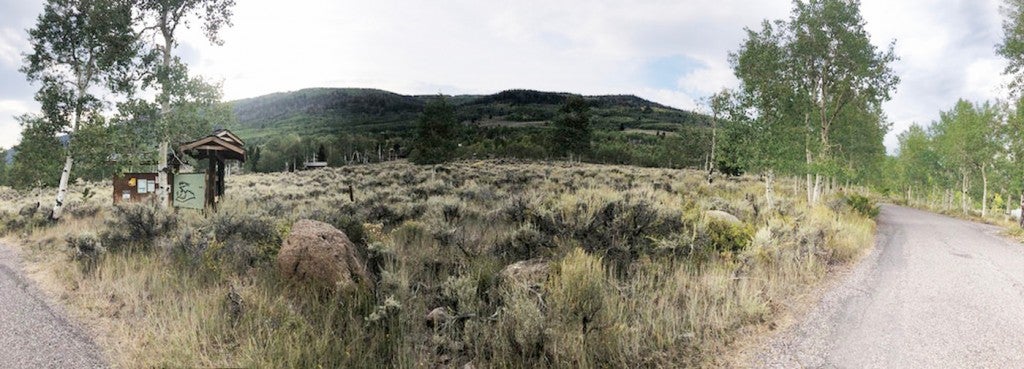 Utah's Pando Grove Is A Single Massive Organism You Can Camp Near