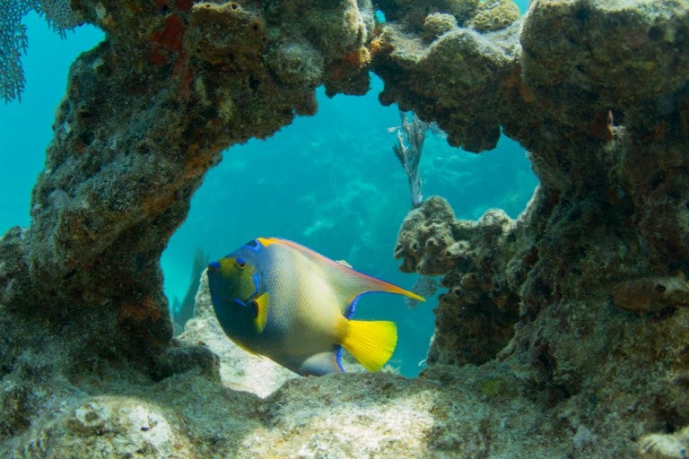 10 Florida Scuba Diving Destinations with Camping Nearby