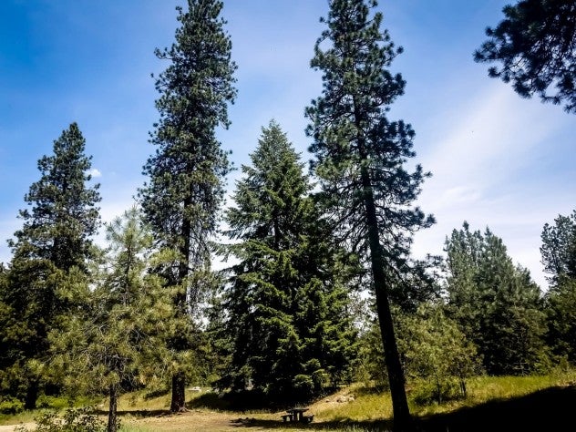 10 무료 워싱턴 캠프장,산에서 해안 | be settled