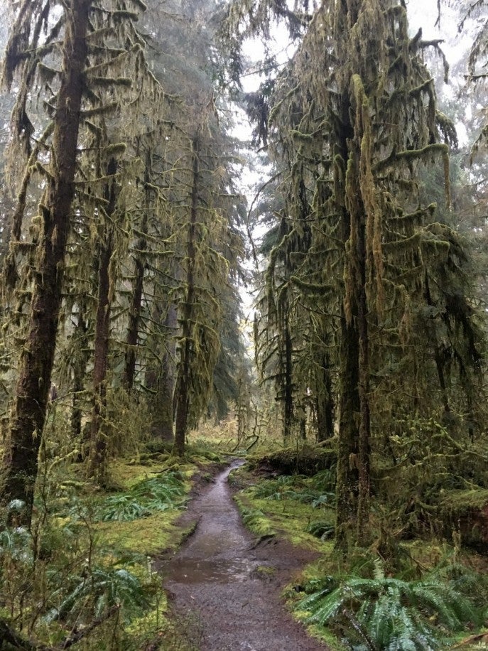 Where to Camp in Washington's Hoh Rainforest