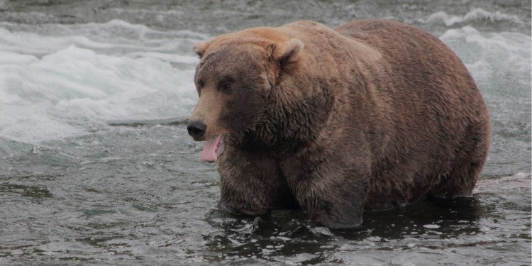 [WATCH] The Katmai National Park Bear Cam is Live for Summer 2019