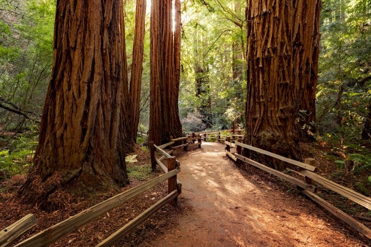 Awe In Arboreal Wonder At Giant Sequoia National Monument