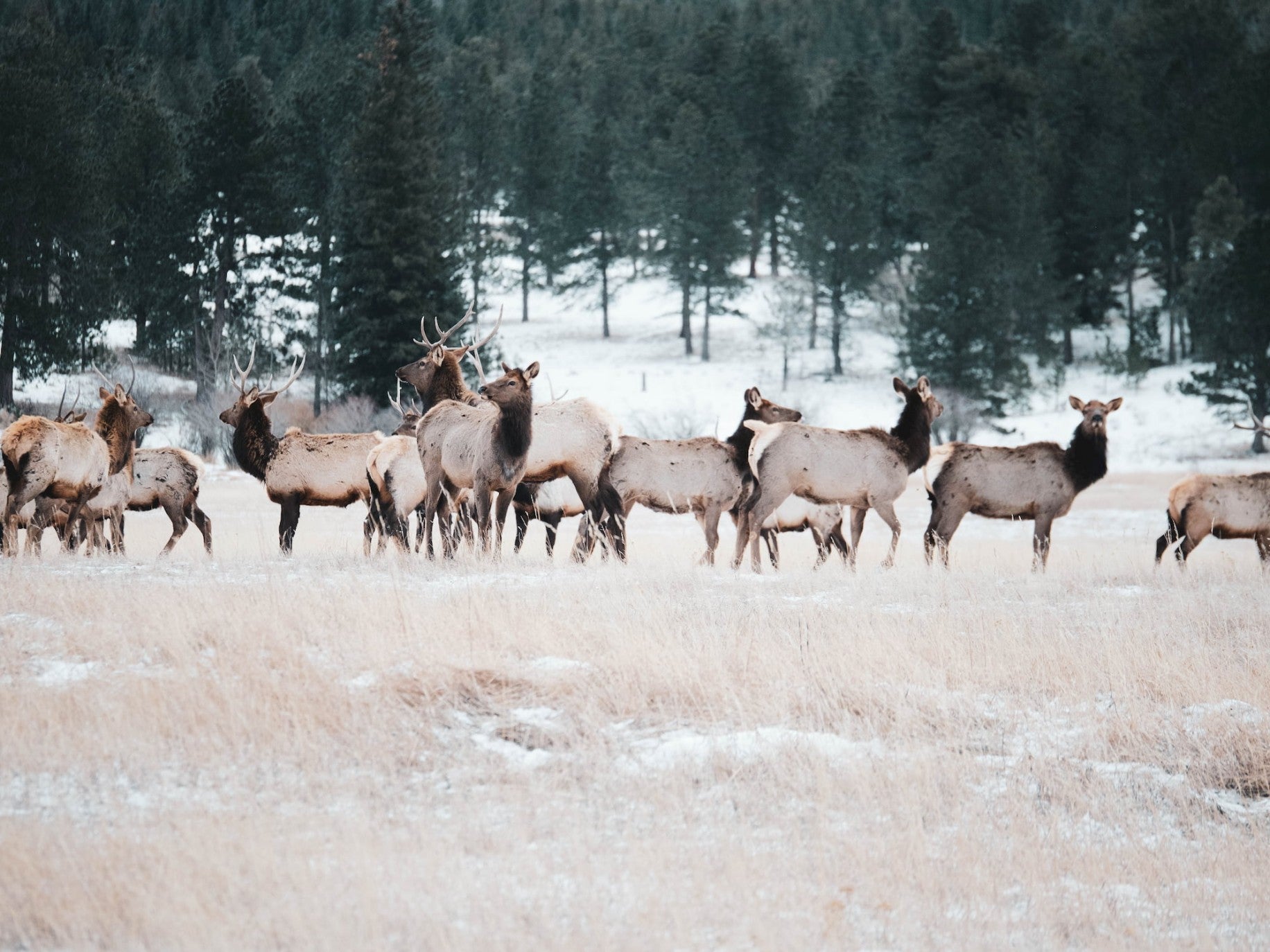 Experience The Outdoors From Home With These Live Wildlife Webcams