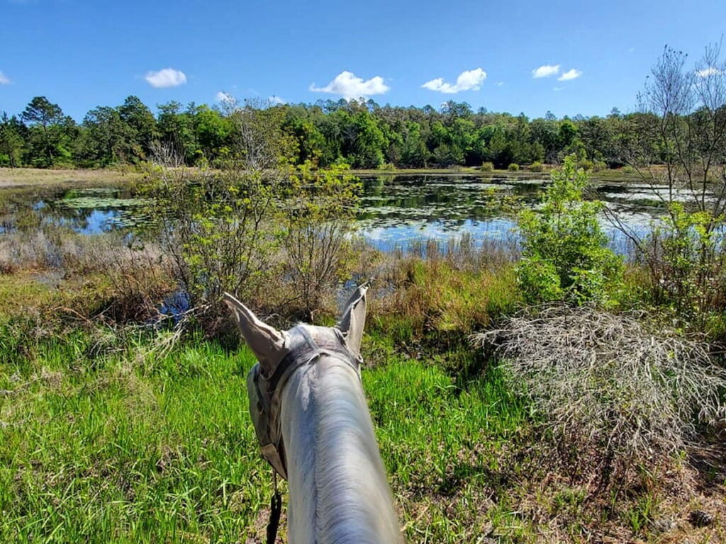 The Best Ocala National Forest Camping Spots in Central Florida